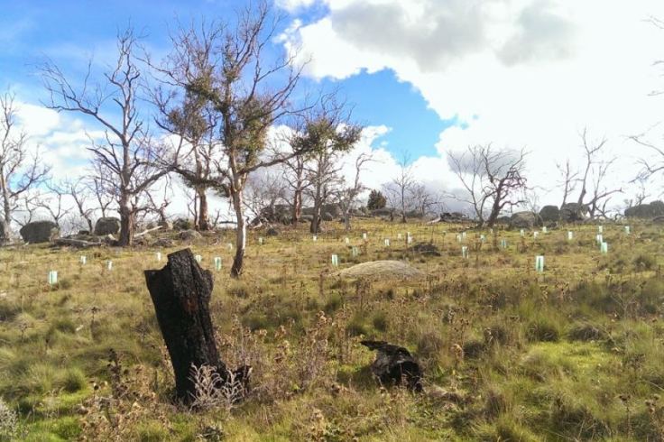 Monaro dieback brings science and Aboriginal knowledge together ...