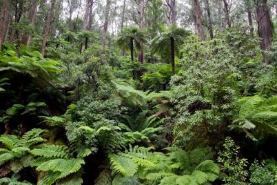 The Kuark forest – Mountain Journal