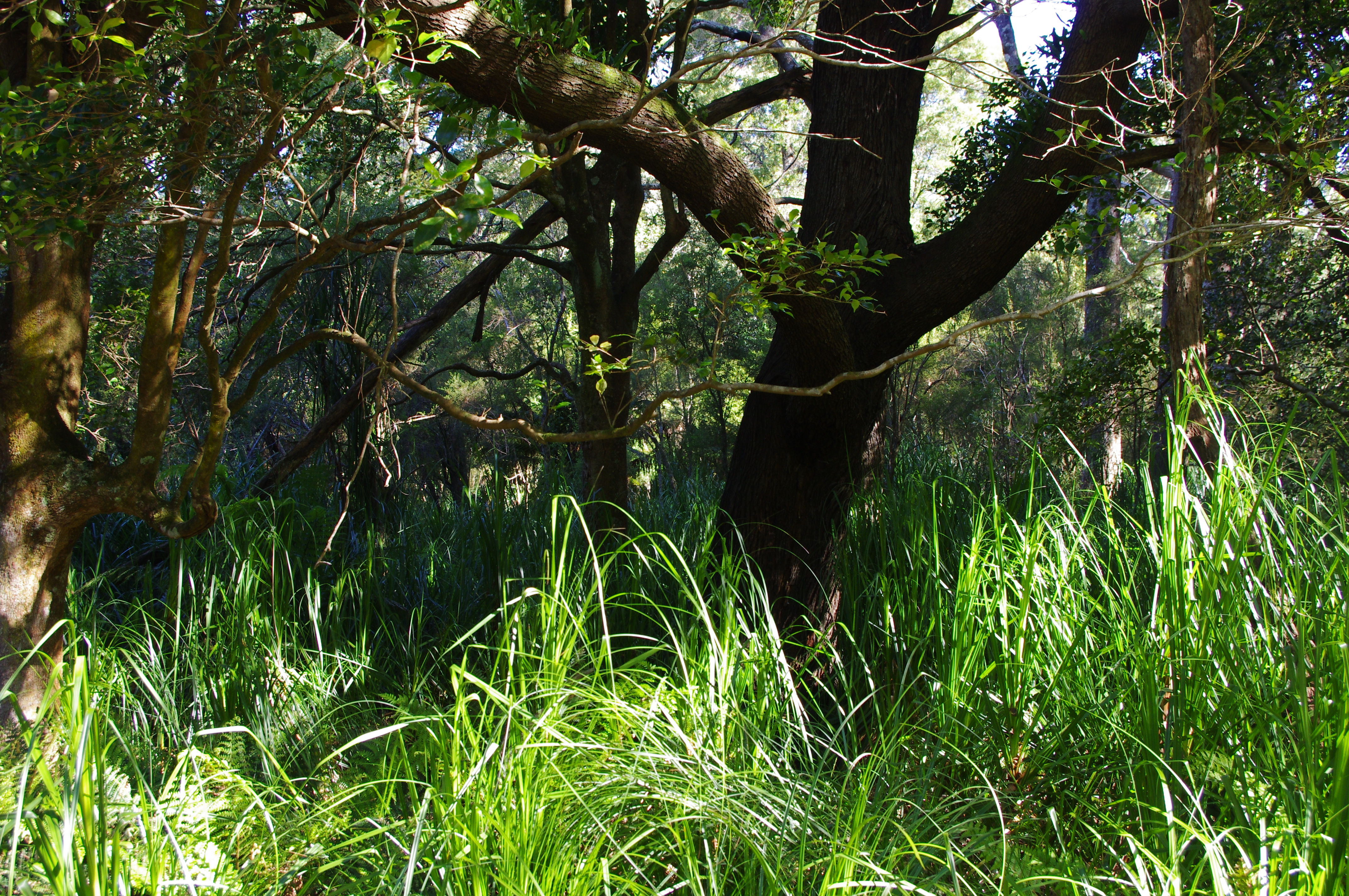 The Victorian Walking Festival – Mountain Journal