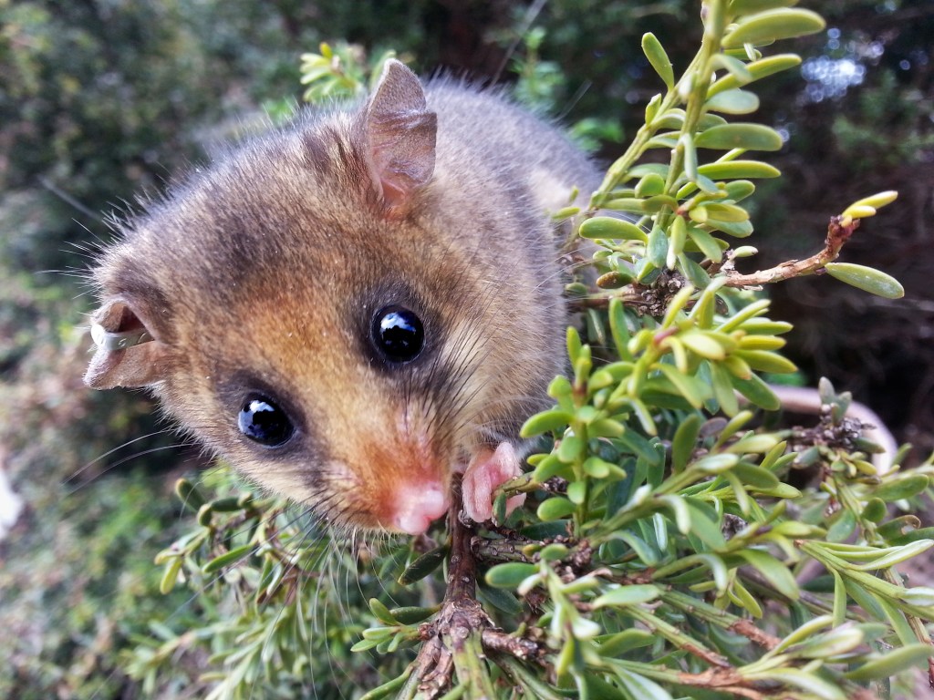 Climate change pushes the Mountain Pygmy Possum closer to extinction ...