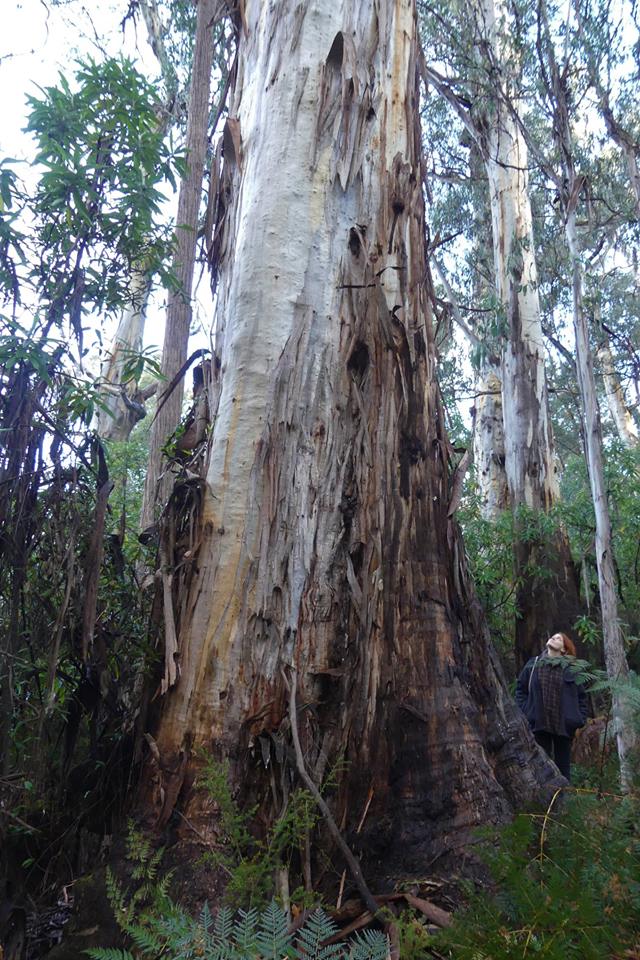 Logging stopped near Baw Baw plateau by community blockade – Mountain ...