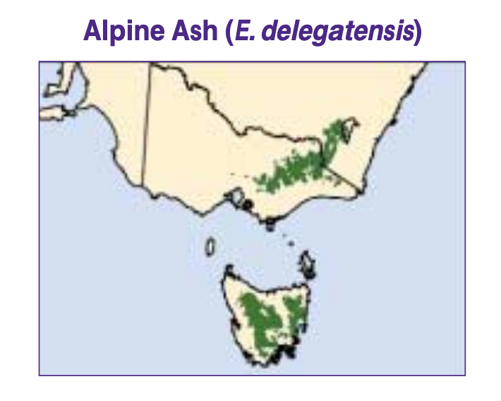 There is only 0.47% of old growth alpine ash left in the Central ...