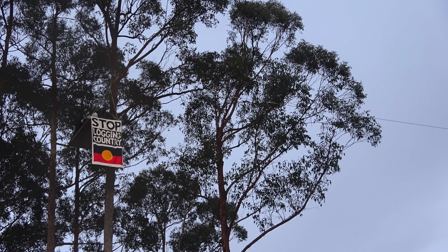 ‘Logging operations shut down in Big Pats Creek, Warburton, Kinglake ...