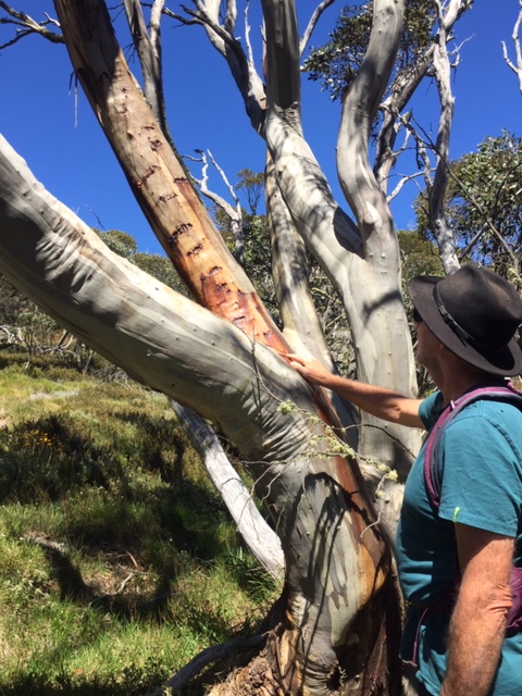 A ‘mountain’ of loss – Snow Gum dieback in Victoria – Mountain Journal