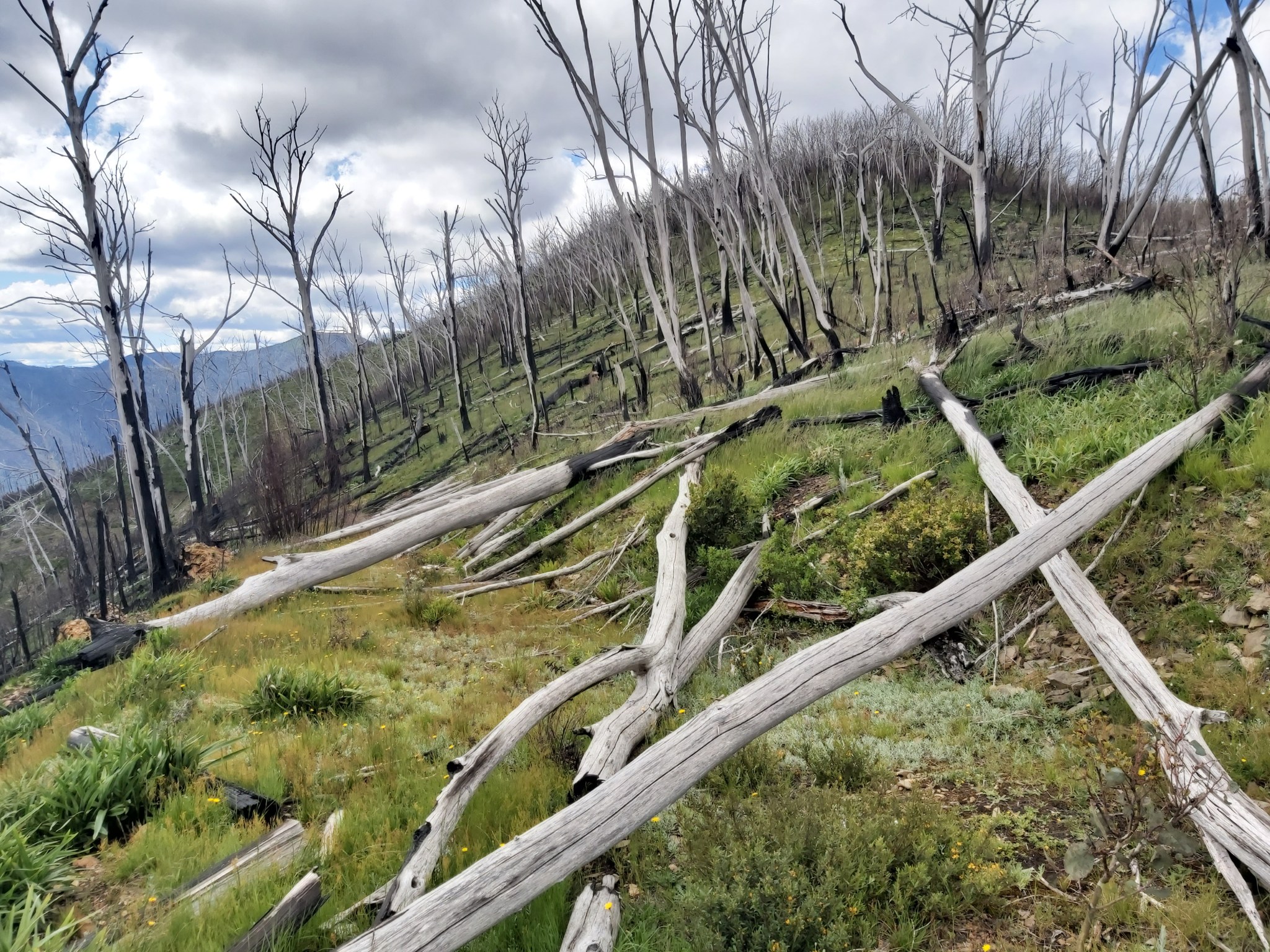 Reseeding the Alpine Ash and Mountain Ash forests – Mountain Journal