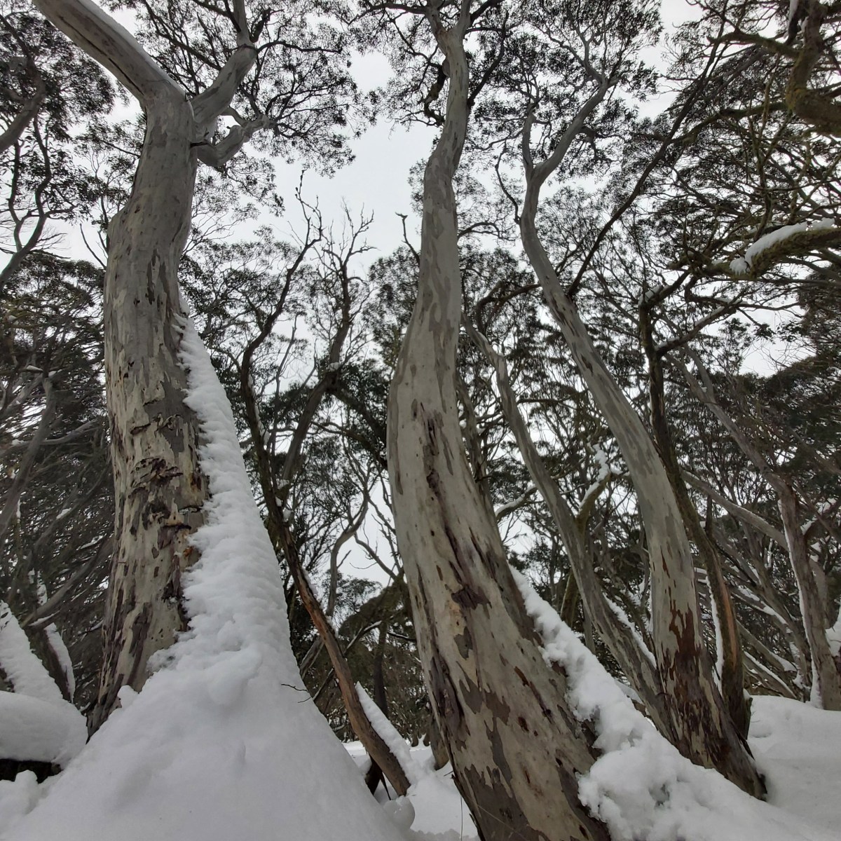 The multiple threats to the survival of snow gums – Mountain Journal
