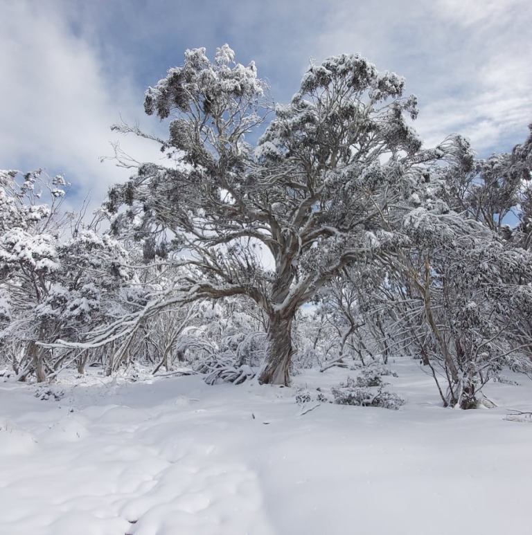 A rescue plan for the Snow Gums – Mountain Journal