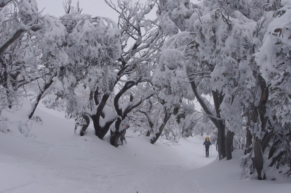 Where are the old snow gums? – Mountain Journal
