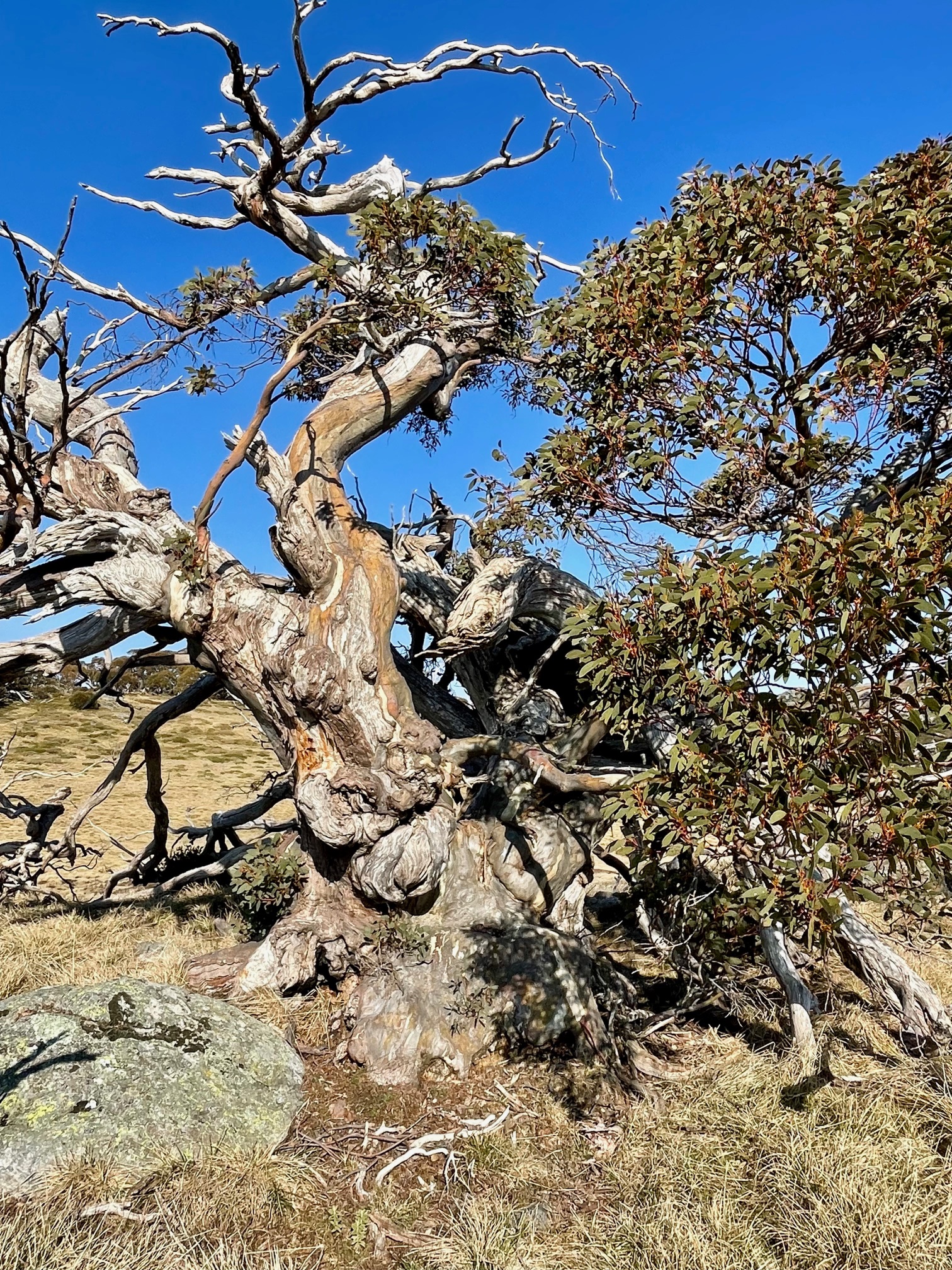 Where are the old snow gums? – Mountain Journal