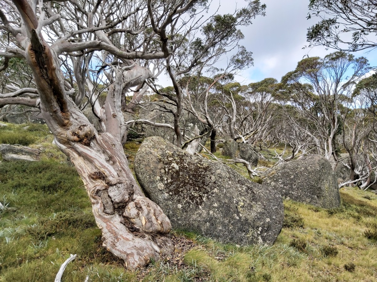 A rescue plan for the Snow Gums – Mountain Journal