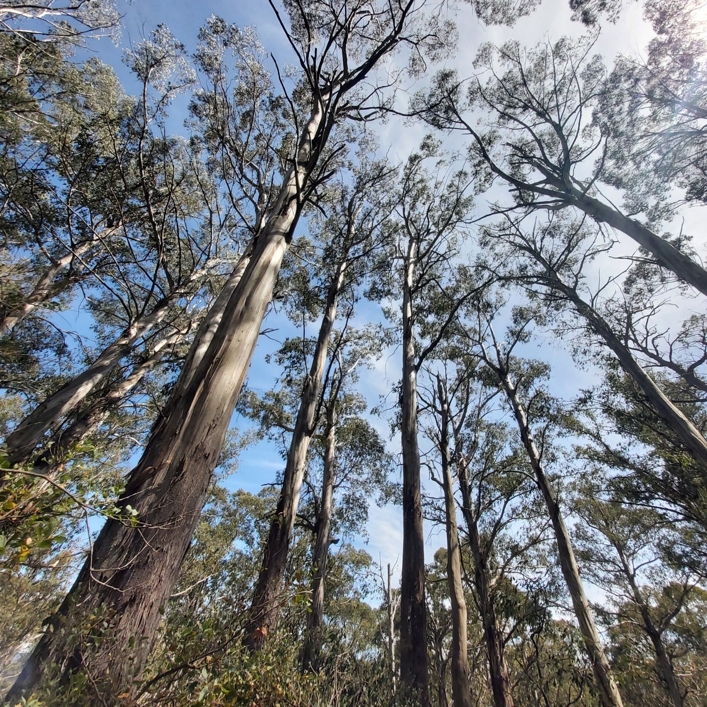 The Ash Forest Restoration Project – Mountain Journal