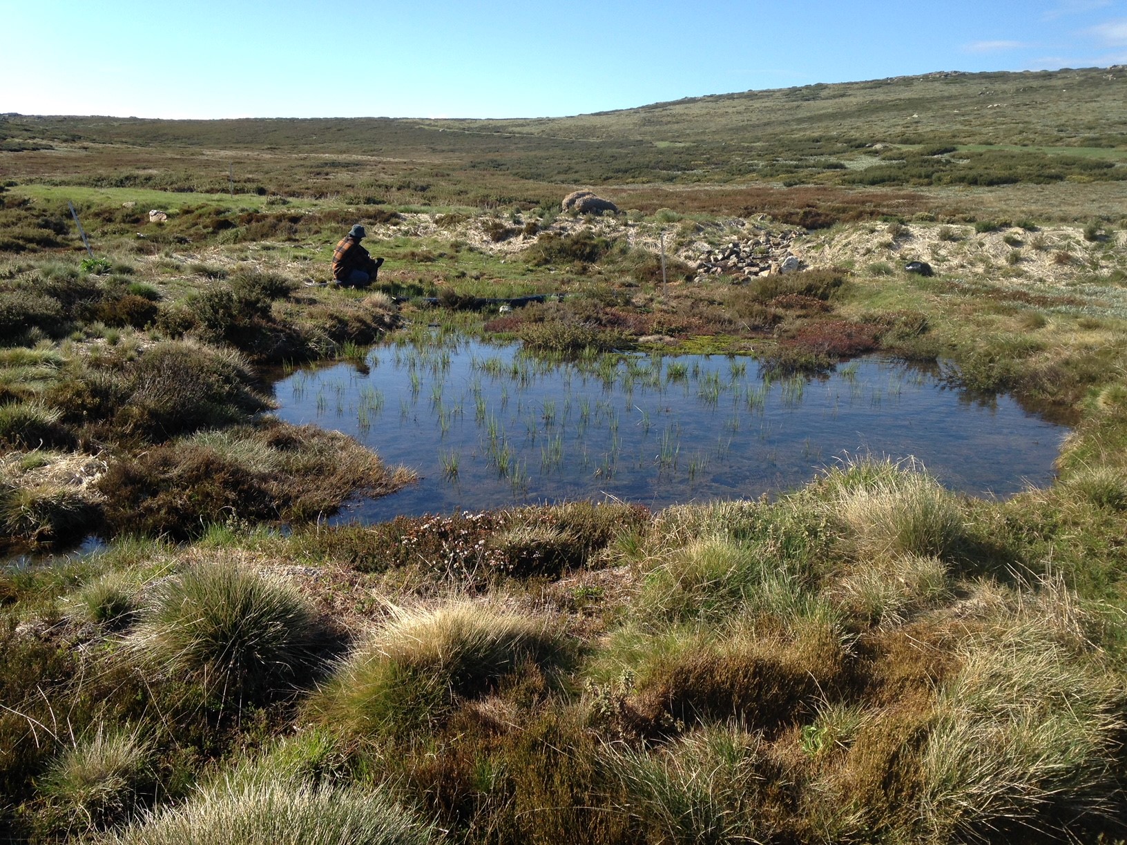 New video celebrates alpine peatland protection – Mountain Journal