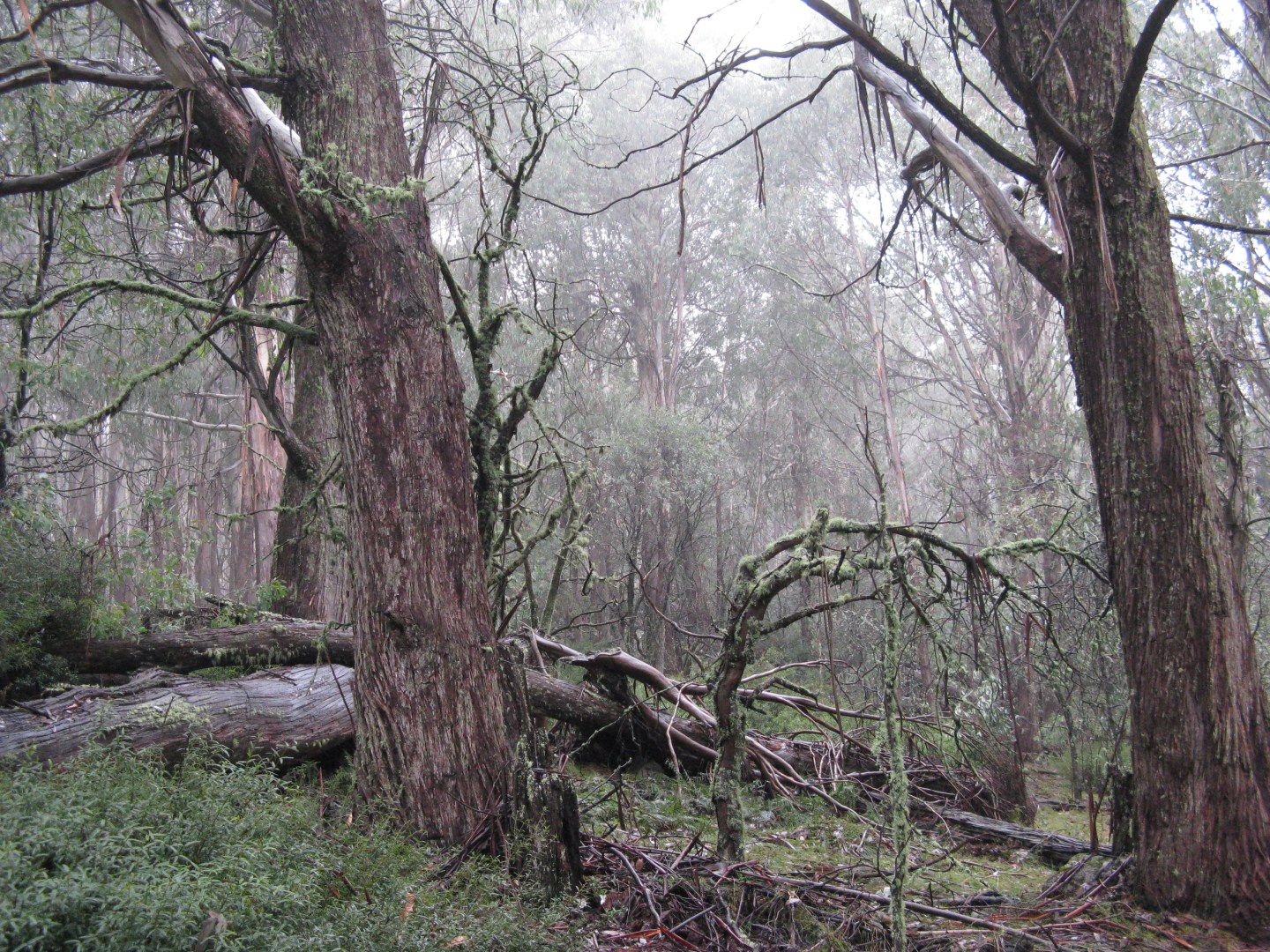 The Ash Forest Restoration Project – Mountain Journal