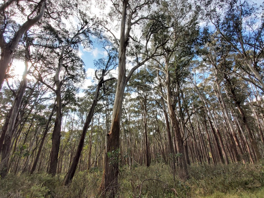 VIC government must increase efforts to sustain Ash forests – Mountain ...