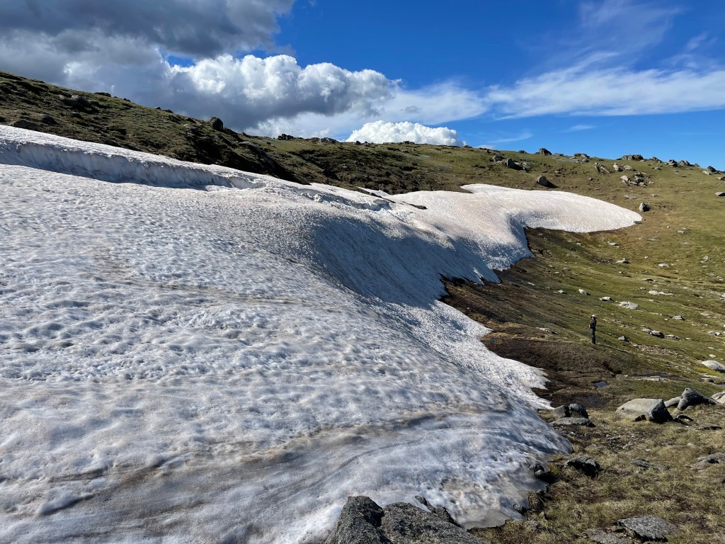 Alpine snowpatch plant communities being lost to climate change ...