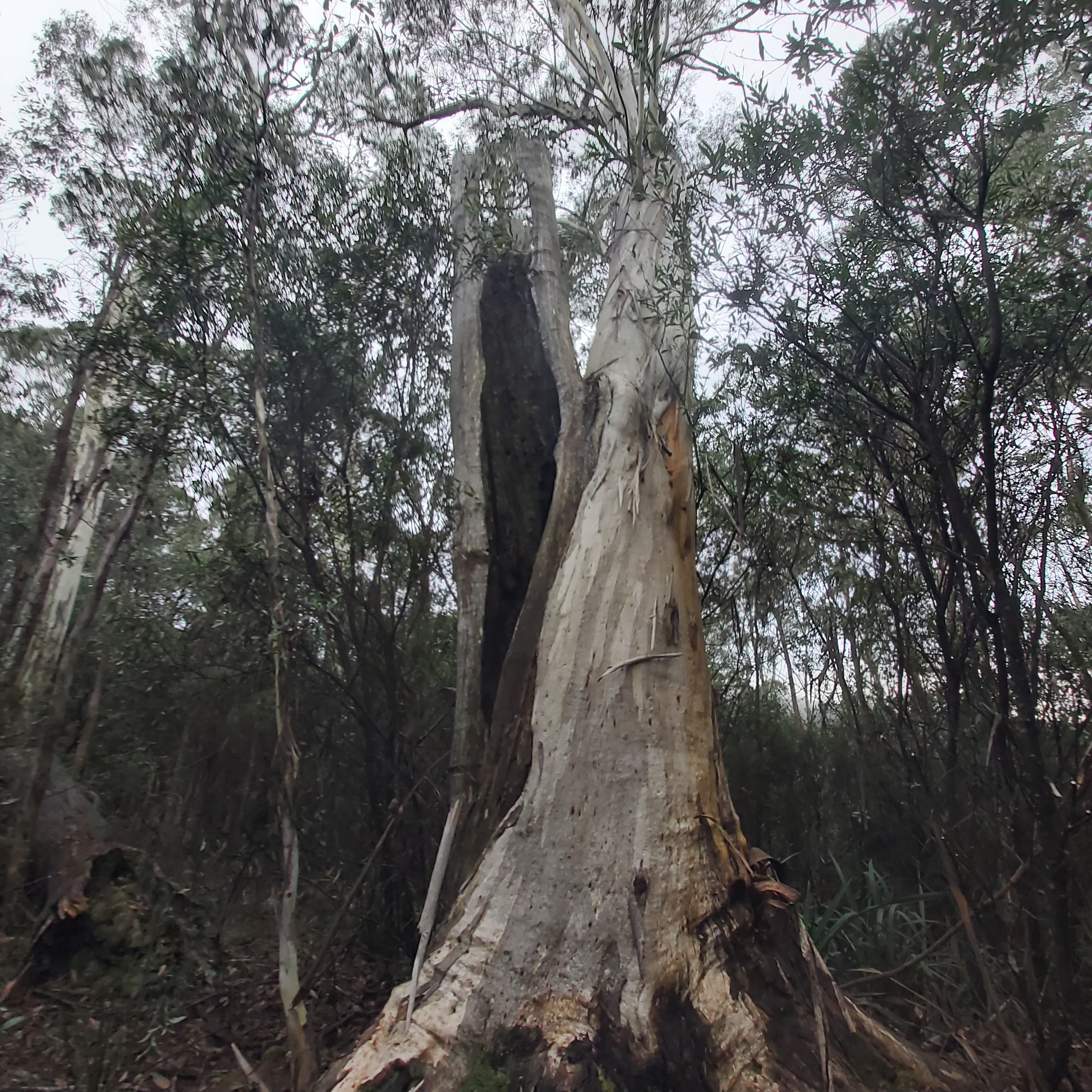 Mountain Journal – Environment, news, culture from the Australian Alps