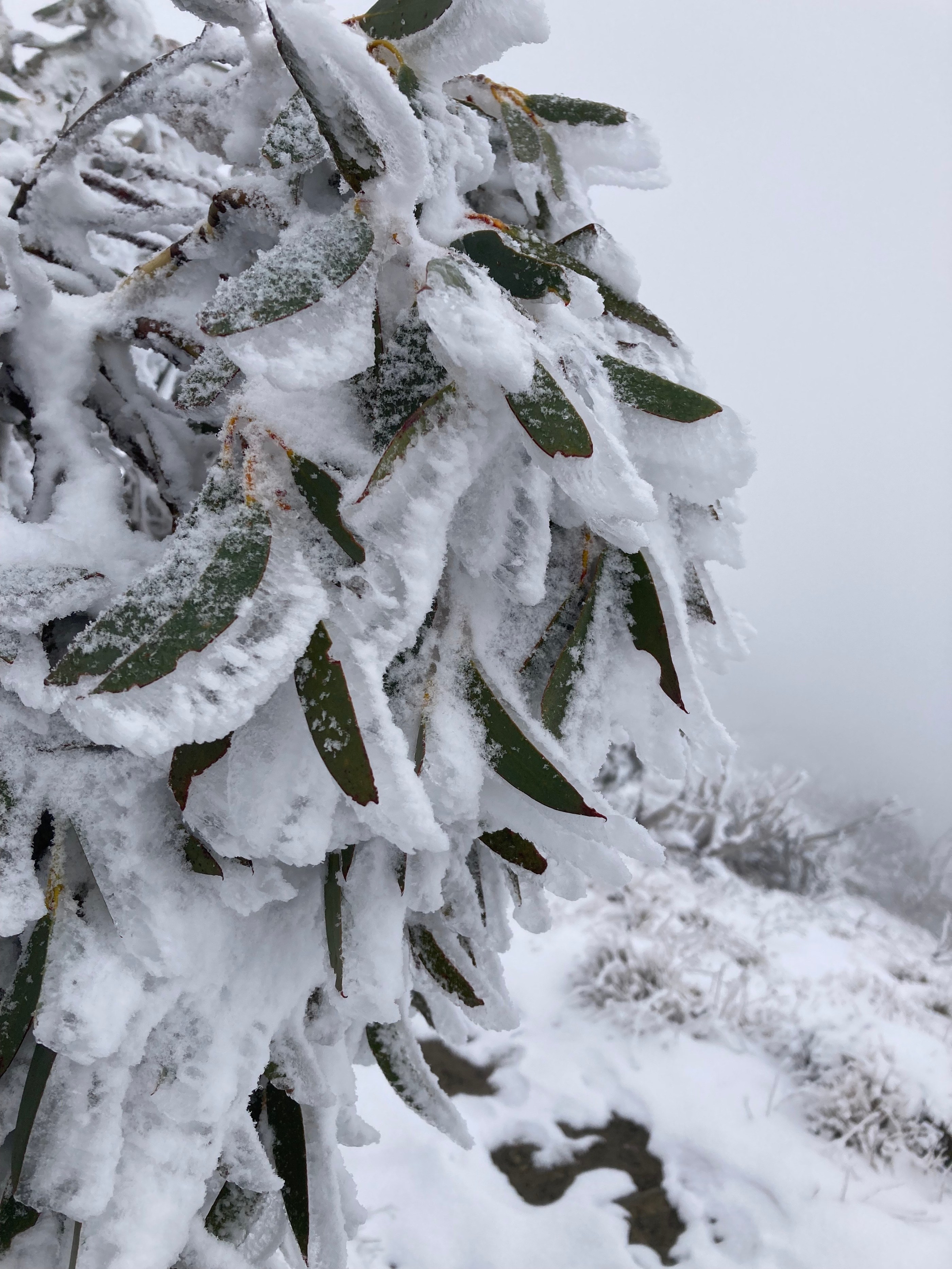 Mountain Journal – Environment, news, culture from the Australian Alps