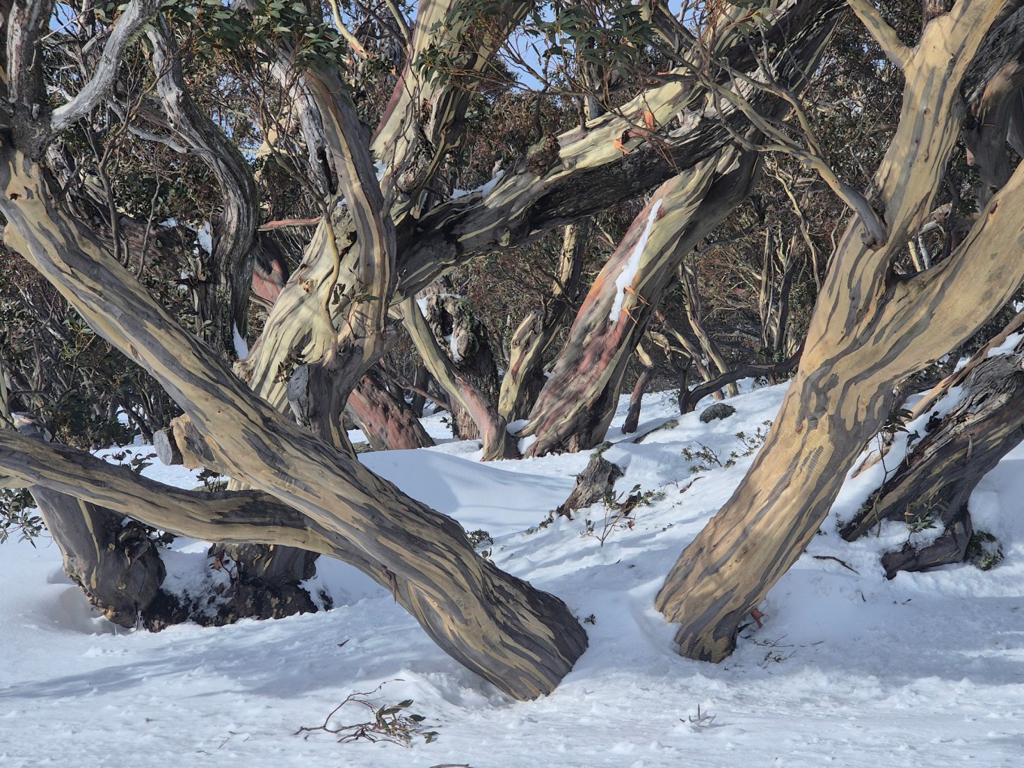 Where are the old snow gums? – Mountain Journal