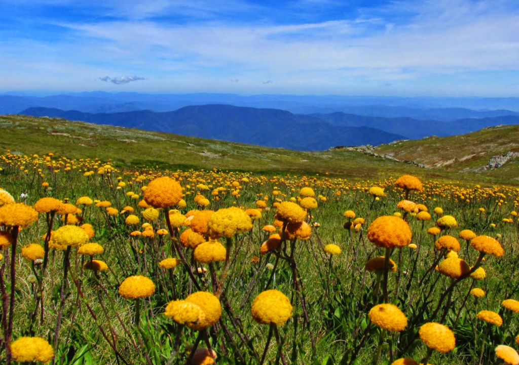 Mountain Journal – Environment, news, culture from the Australian Alps